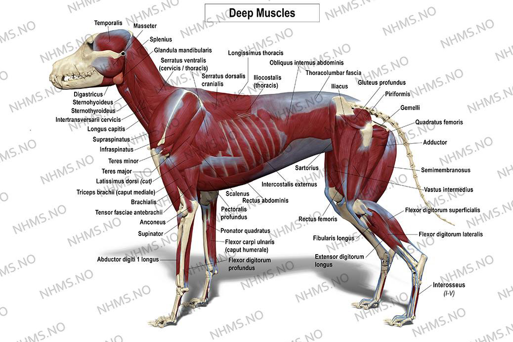 Buskerud | Norsk Vorstehhund klubb