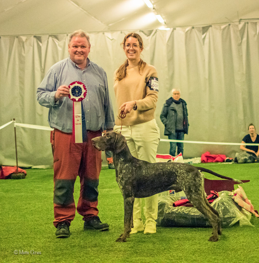 Årets hunder i NVK Vestland | Norsk Vorstehhund klubb